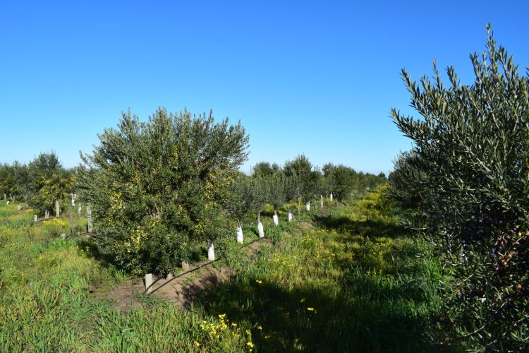 ESTILO OLIVA | EXTRA VIRGEN – Aceite de oliva extra virgen – Coronel ...